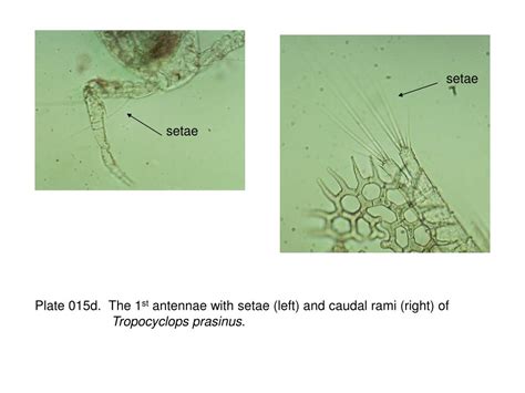 Ppt Class Crustacea Subclass Copepoda Powerpoint Presentation Free Download Id6931454