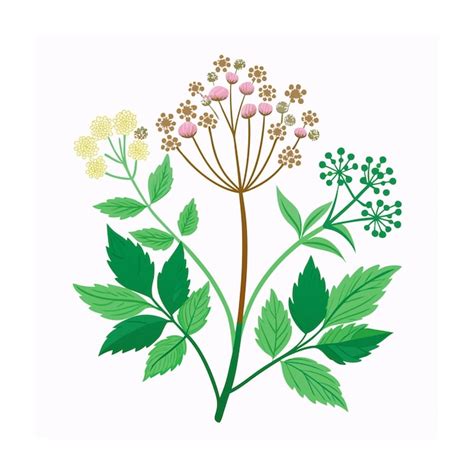 Premium Vector Realistic Beautiful Herbs Vector Illustration