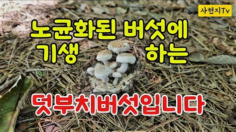버섯에 기생하고 살아가는 버섯도 있습니다덧부치버섯꾀꼬리버섯 Youtube