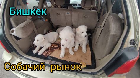 Ит базар Бишкек алабай офчарка пидбуль чихуахуа Youtube