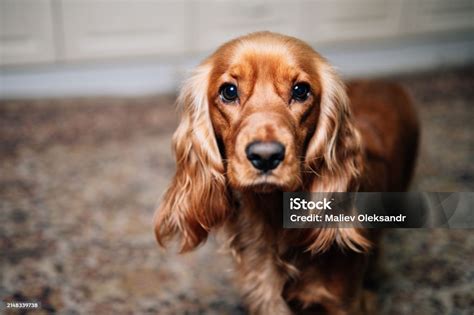 Portret Zwierzaka Rudego Psa Rasy Cocker Spaniel Angielski Zdjęcia