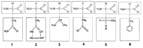 Index Of Images Misc Biochemistry Study Files