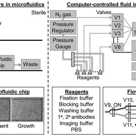 Storm Microscopy In Microfluidic Chambers Samples Were Prepared Using