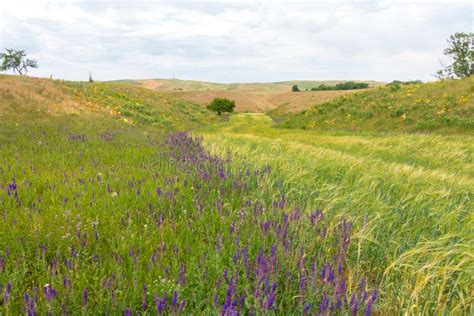 Fields Of Sage Stock Image Image Of Arriba Abiquiu 107070913
