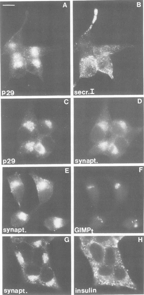 Distribution Of Secretory Granule Proteins Of Synaptic Vesicle