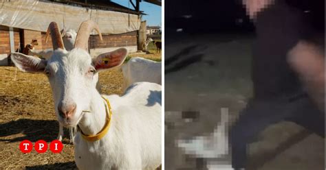 Uccidono A Calci Una Capretta E Mettono Il Video Sui Social