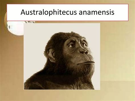 Biological And Cultural Evolution From Australophitecus To Homosapienspptx