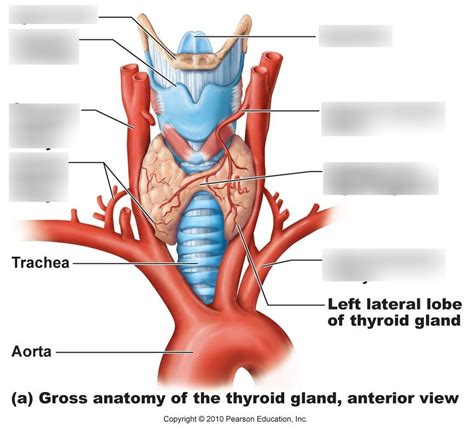 Thyroid Gland Gross Anatomy