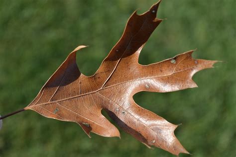 Oak Tree Leaf