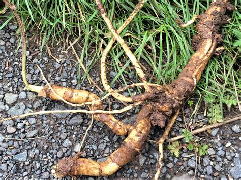 cow parsnip roots ups