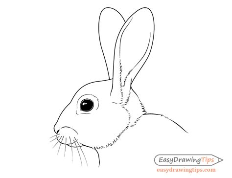 Rabbit Head Drawing Profile
