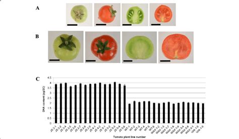 Seedless Phenotype In Transgenic Citjusacp Gusplus Tomato Lines A Download Scientific Diagram