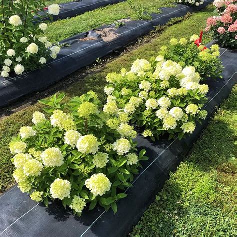 Firelight Tidbit® Hydrangea For Sale Online The Tree Center