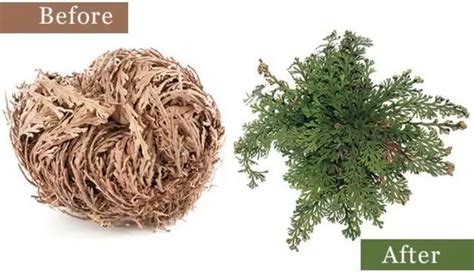 Rose Of Jericho Plant Care