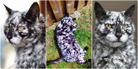 Meet Scrappy A Cat With Vitiligo And A Stunning Coat Like Youve Never
