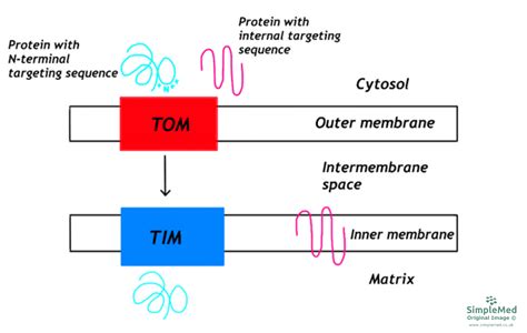 8 Protein Targeting Simplemed Learning Medicine Simplified