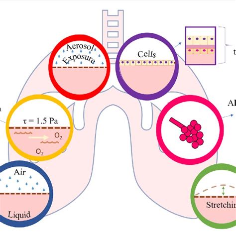 Toward Physiological Relevance Main Elements Of The Lung Download