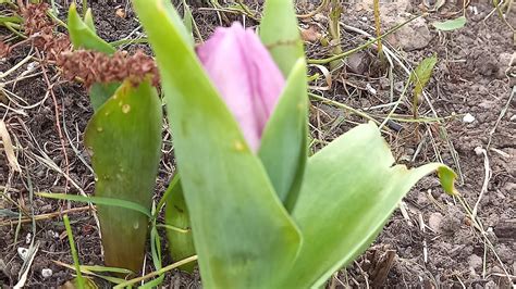 Seed Shaker Sorting Youtube