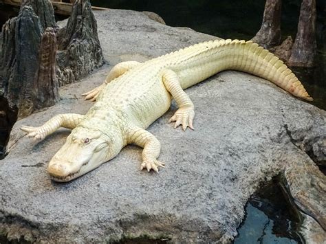 Albino Alligator