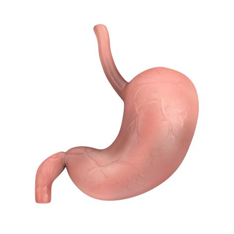 Human Stomach Anatomy Internal Organ3d模型 Turbosquid 1920736