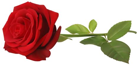 Red Rose Clipart No Background