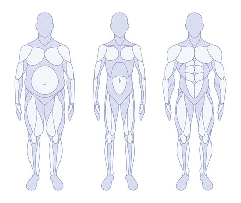 Male Torso Muscle Anatomy
