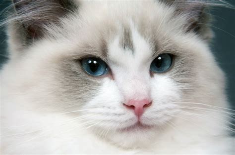 Ragdoll Breed Information And Photos Thriftyfun
