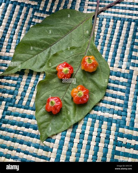 Small Red Chilis Shaped Like Mini Squash Or Bonnets They Are Extremely