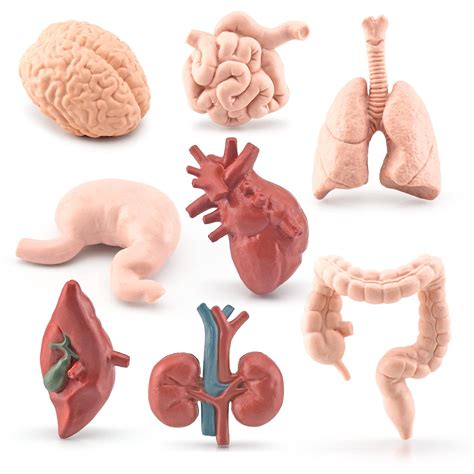 Anatomy Mini Models At Christine Hibbler Blog
