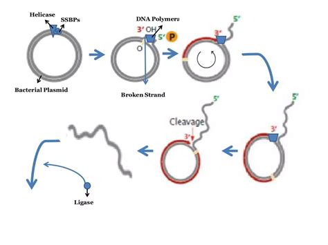 Rolling Circle Model And M13 Bacteriophage Replication Ppt