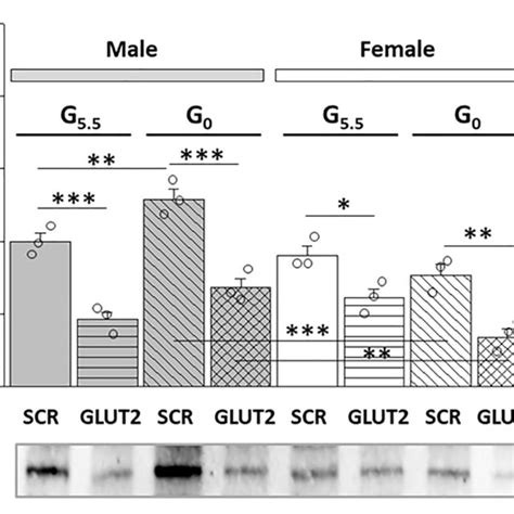 Effects Of Glucose Transporter 2 Glut2 Glut2 Sirna On Male And Female