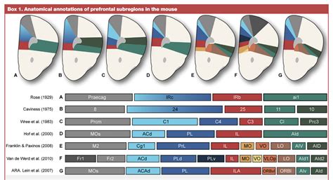 小鼠前额叶皮层：多样性中的统一（ The Mouse Prefrontal Cortex Unity In Diversity） Hanbushi 博客园