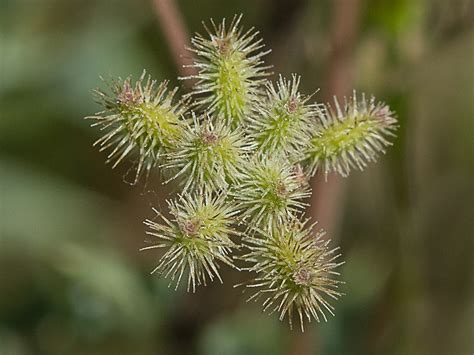 Flora De Malpica De Tajo Caillos Torilis Leptophylla