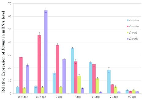 Expression Pattern Of Dna Methyltransferases In Rat Developing Testes