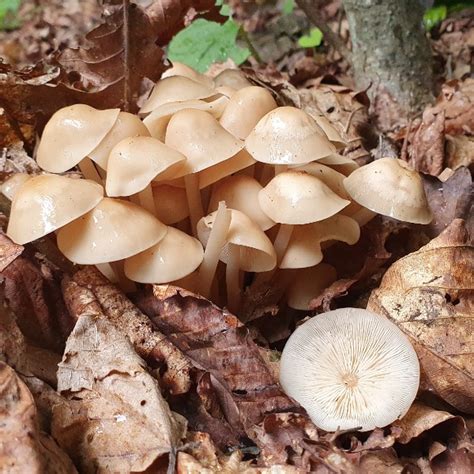 굽은꽃애기버섯