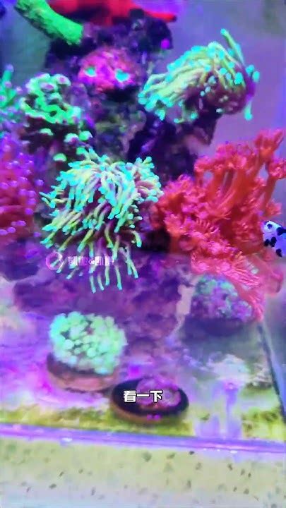 海缸真没啥能让我提起兴趣的玩法了 海缸 水族 萌宠出道计划 海缸日记 鱼缸造景 Youtube