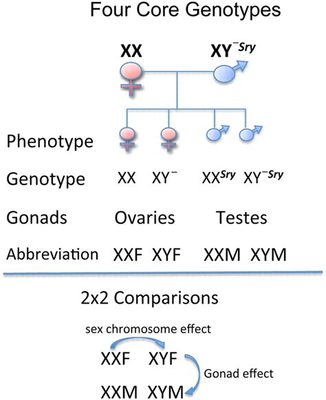 Sleep Rhythms And The Endocrine Brain Influence Of Sex And Gonadal
