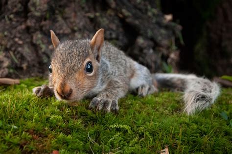 Gauging Human Age Hard Determining Squirrel Age Easy The Art Of Ecology