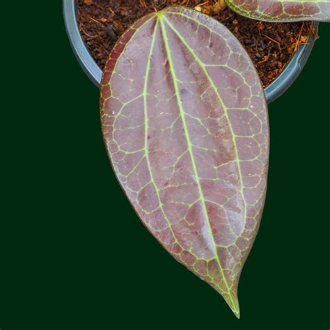 Hoya ‘penny Candy Unsolicited Plant Talks