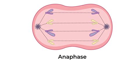 Anaphase The Separation Of Chromatids