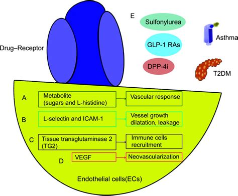 Diabetic Endothelial Microangiopathy And Pulmonary Dysfunction Pmc