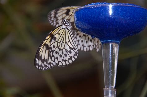 Tree Nymph Idea Leuconoe Nymphalidae From The Philippine… Carlos