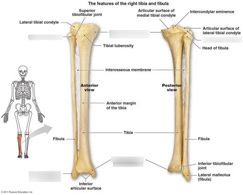 Anatomy Skeletal System Tibiafibula Diagram Quizlet