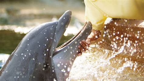 Seaworld Orlando Animals Guide To Meeting The Marine Stars