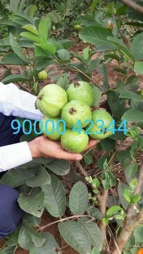 Round Brown Mango Plant Nursery For Garden Packaging Type Carton Box At Rs 10number In