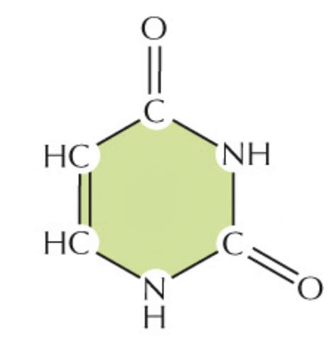 Nucleotides Structures Flashcards Quizlet