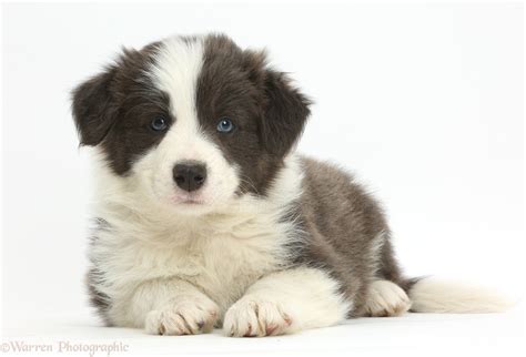 Border Collie Blue