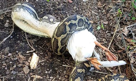 Do Snakes Eat Ducks