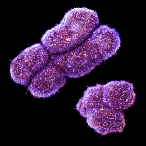 Male Human Sex Chromosomes Photograph By Power And Syred Fine Art America