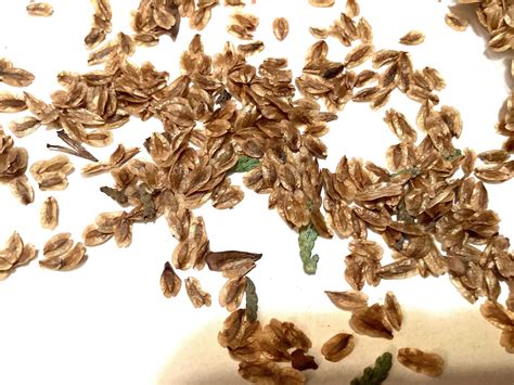 Giant Cedar Tree Seeds Thuja Plicata Western Arborvitae Western